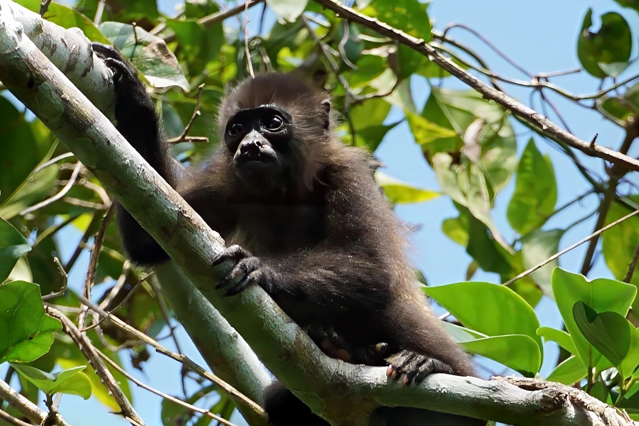 La maravilla de los monos saraguatos en Nanciyaga | Perfil Veracruz
